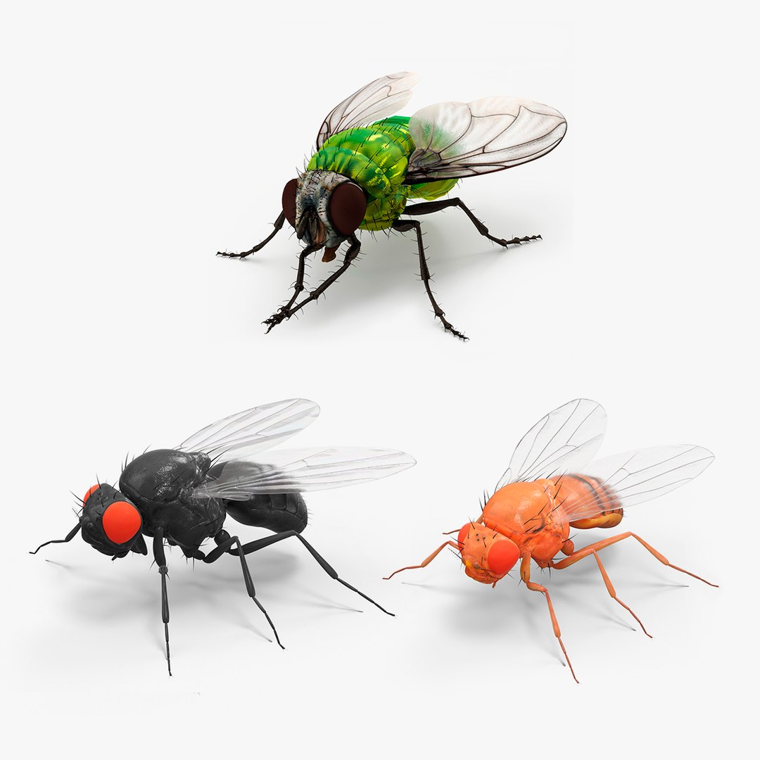 3D Insect Flies Collection - TurboSquid 2407142