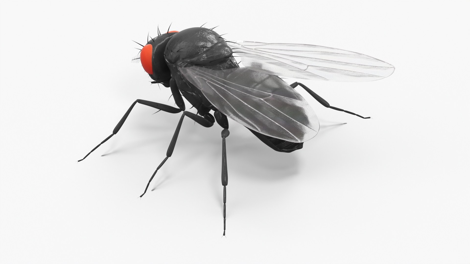 3D Insect Flies Collection - TurboSquid 2407142