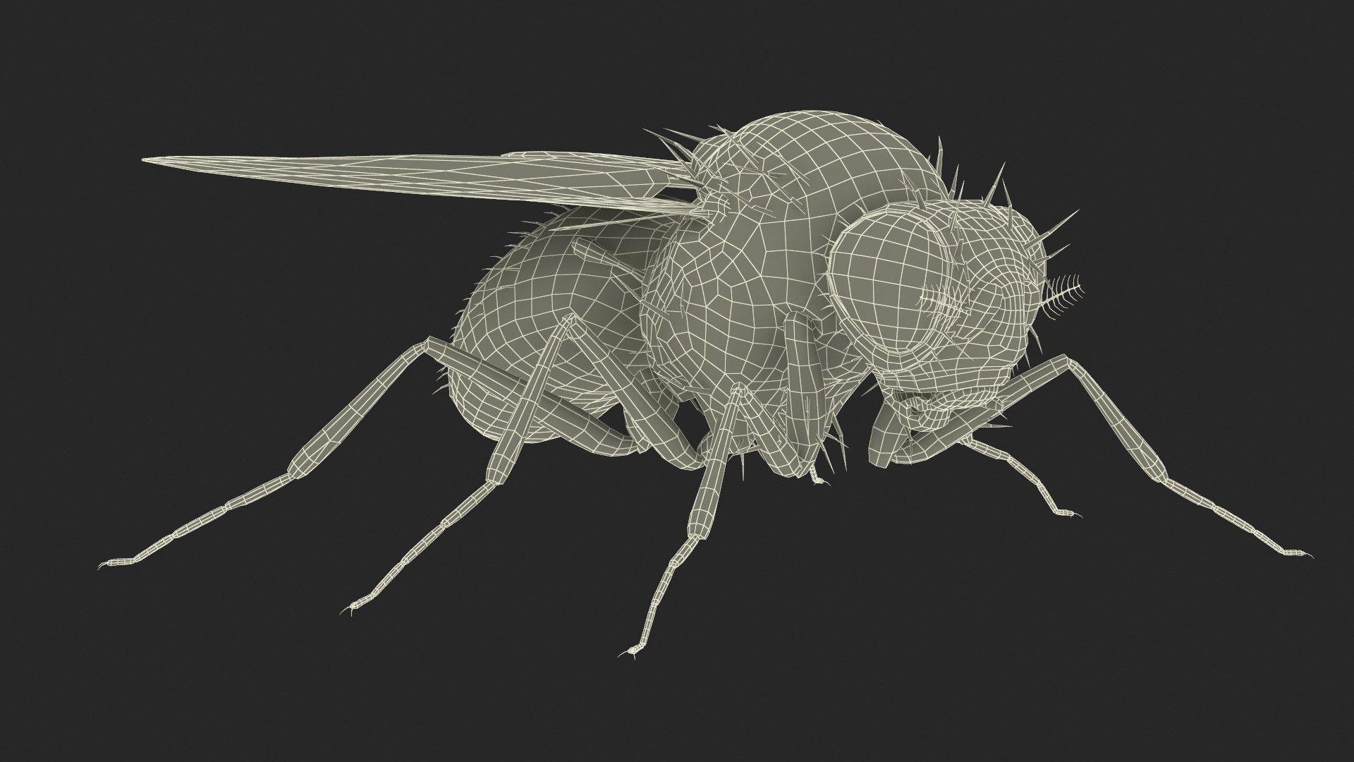3D Insect Flies Collection - TurboSquid 2407142