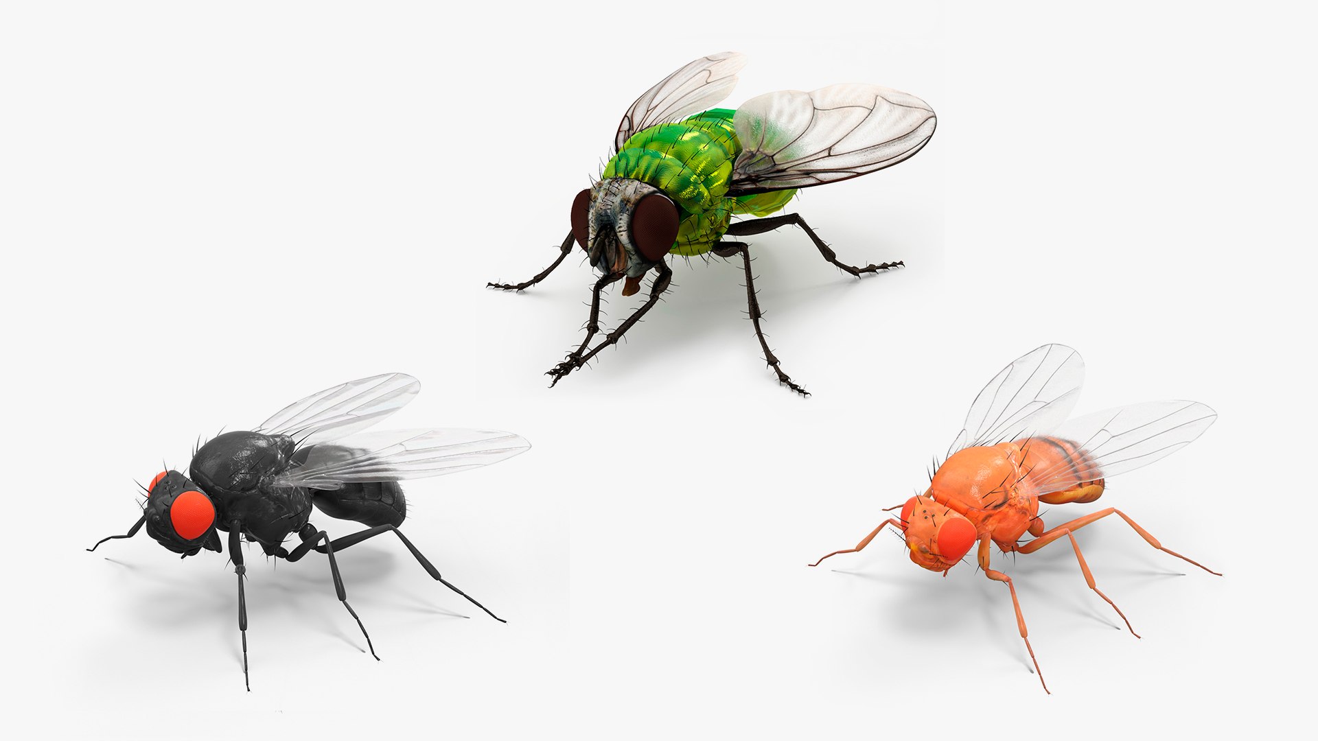 3D Insect Flies Collection - TurboSquid 2407142