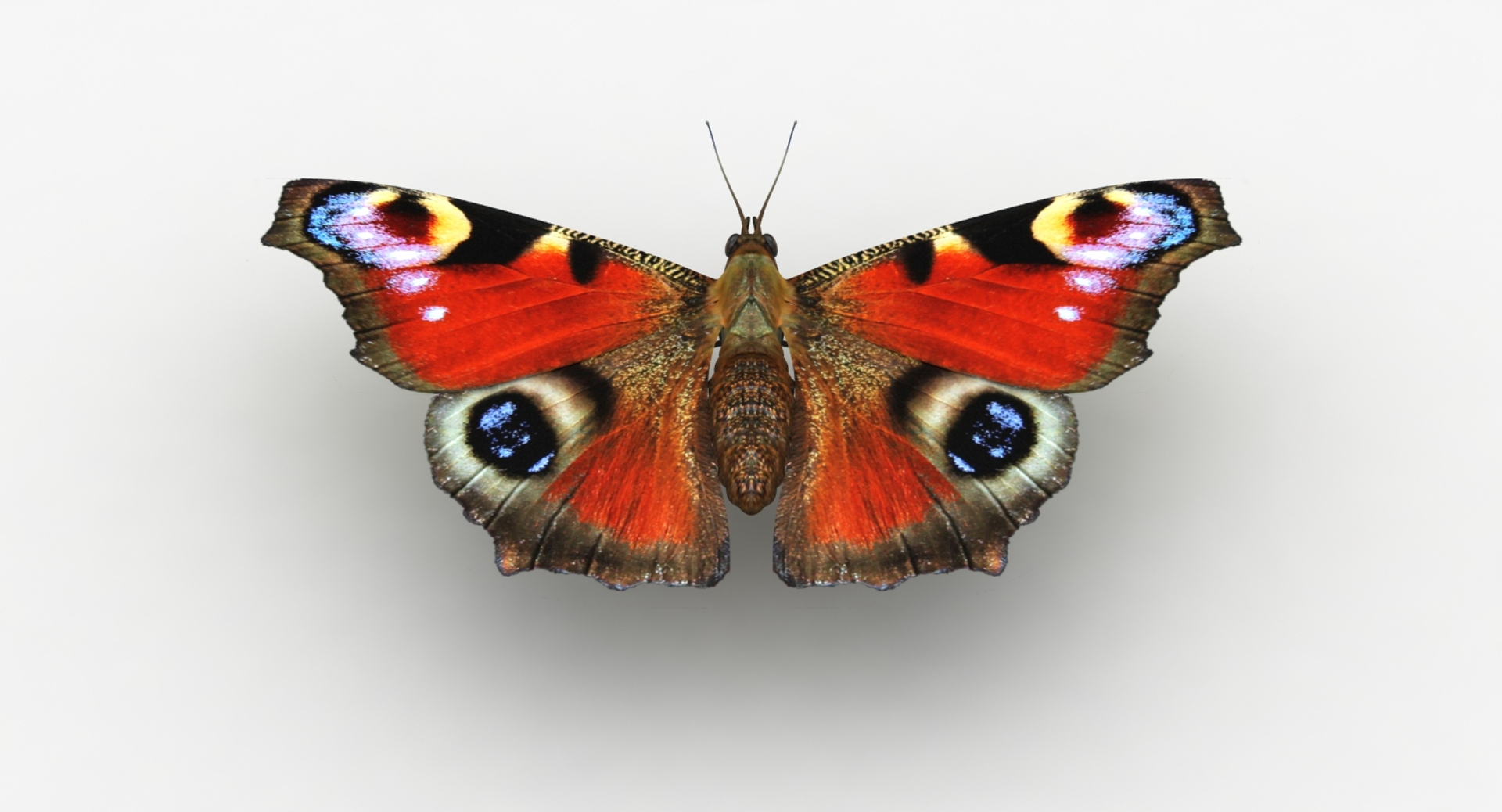 3D Mega Butterfly Model - TurboSquid 1321535