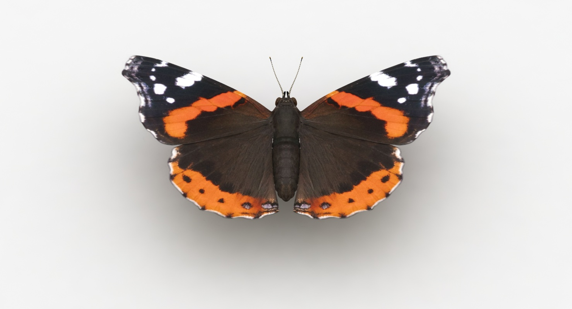 3D mega butterfly model - TurboSquid 1321535
