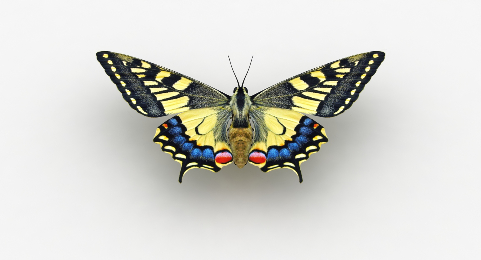 3D Mega Butterfly Model - TurboSquid 1321535