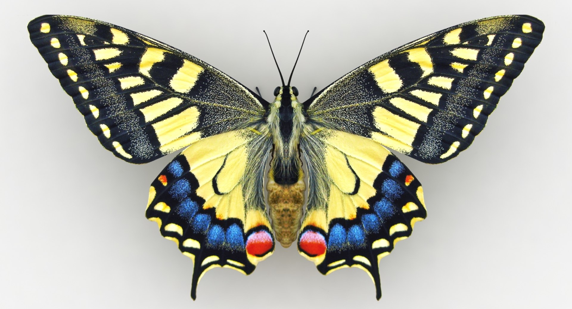3D Mega Butterfly Model - TurboSquid 1321535