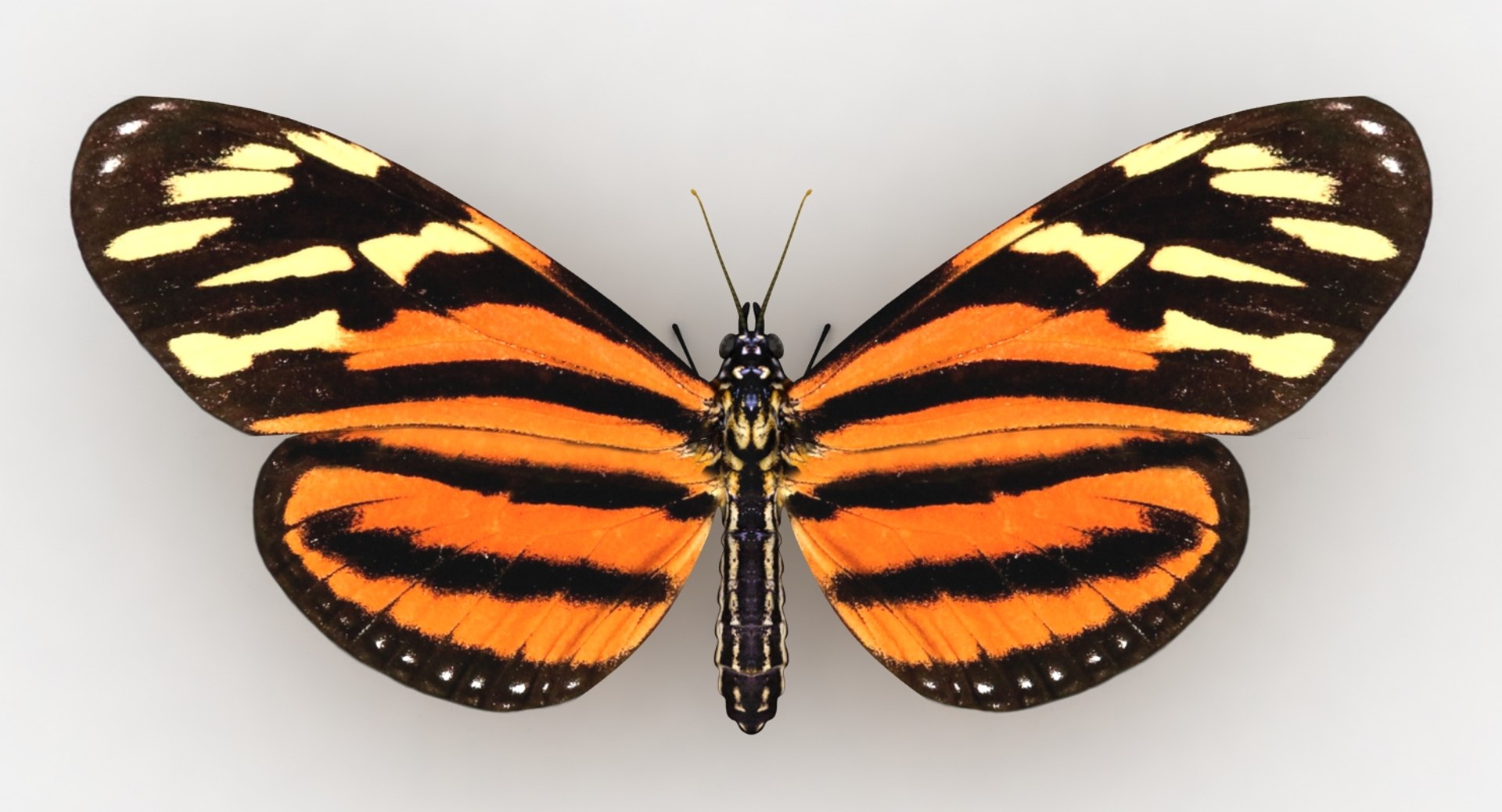 3D mega butterfly model - TurboSquid 1321535