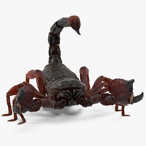 3D Scorpion Models - Browse & Download Formats - TurboSquid