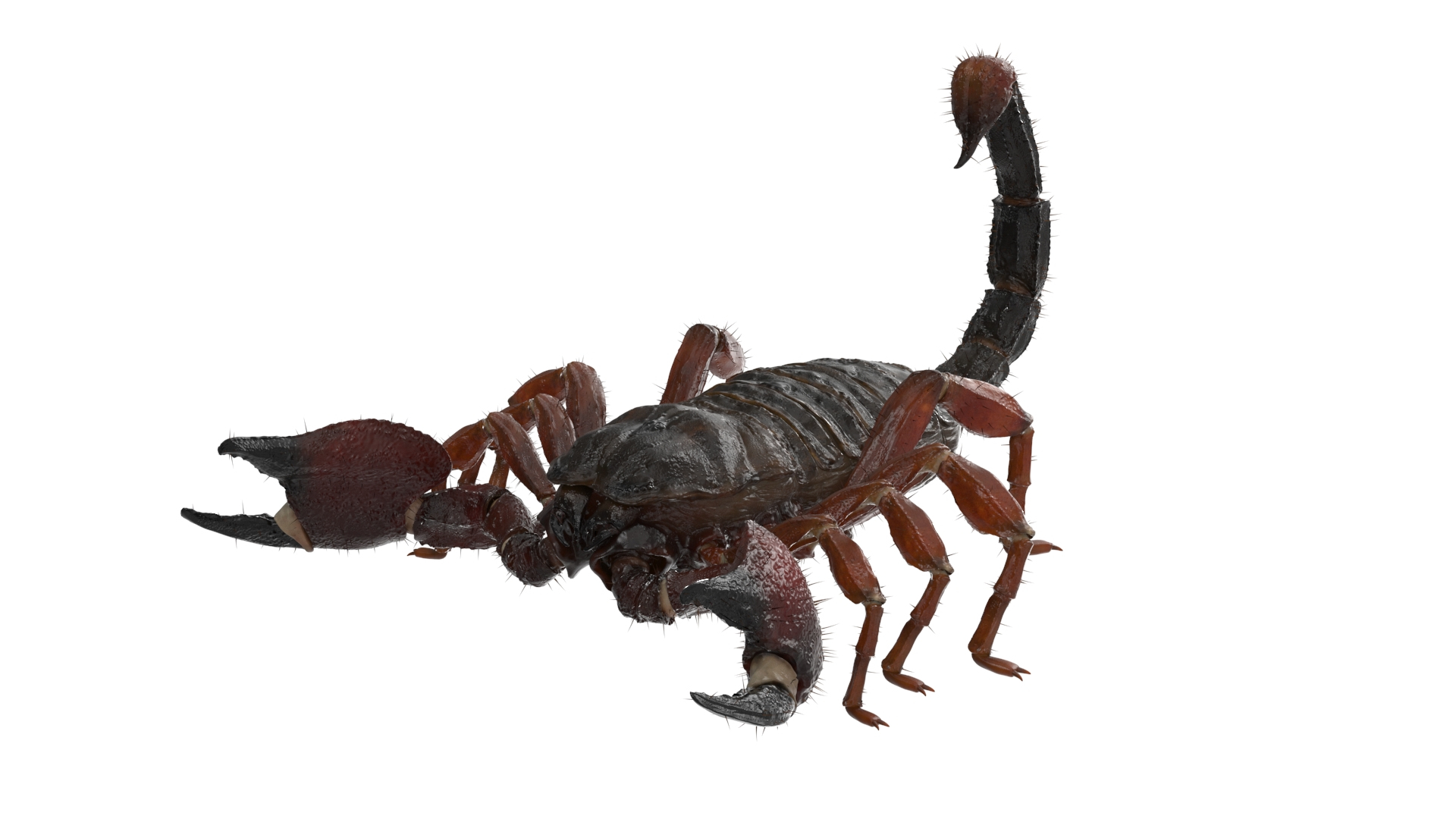 Realistic Scorpion Rigged 3D Model - TurboSquid 2357049