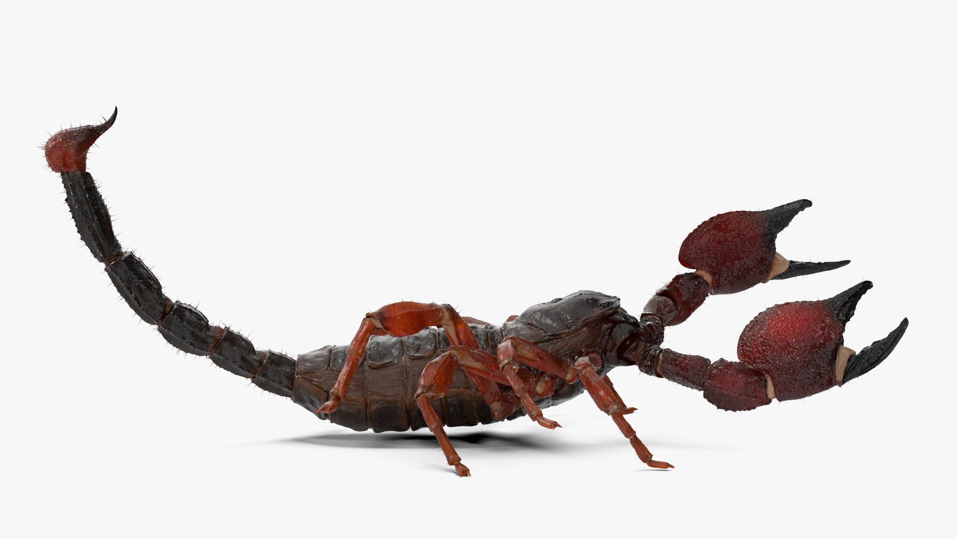 Realistic Scorpion Rigged 3D Model - TurboSquid 2357049