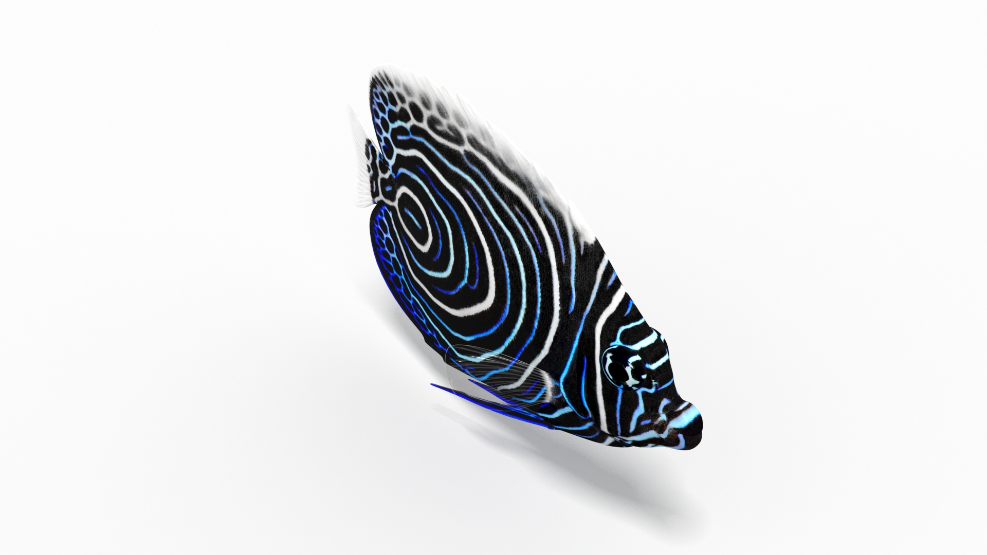 3D Emperor Angelfish Fish Animation - TurboSquid 1577605