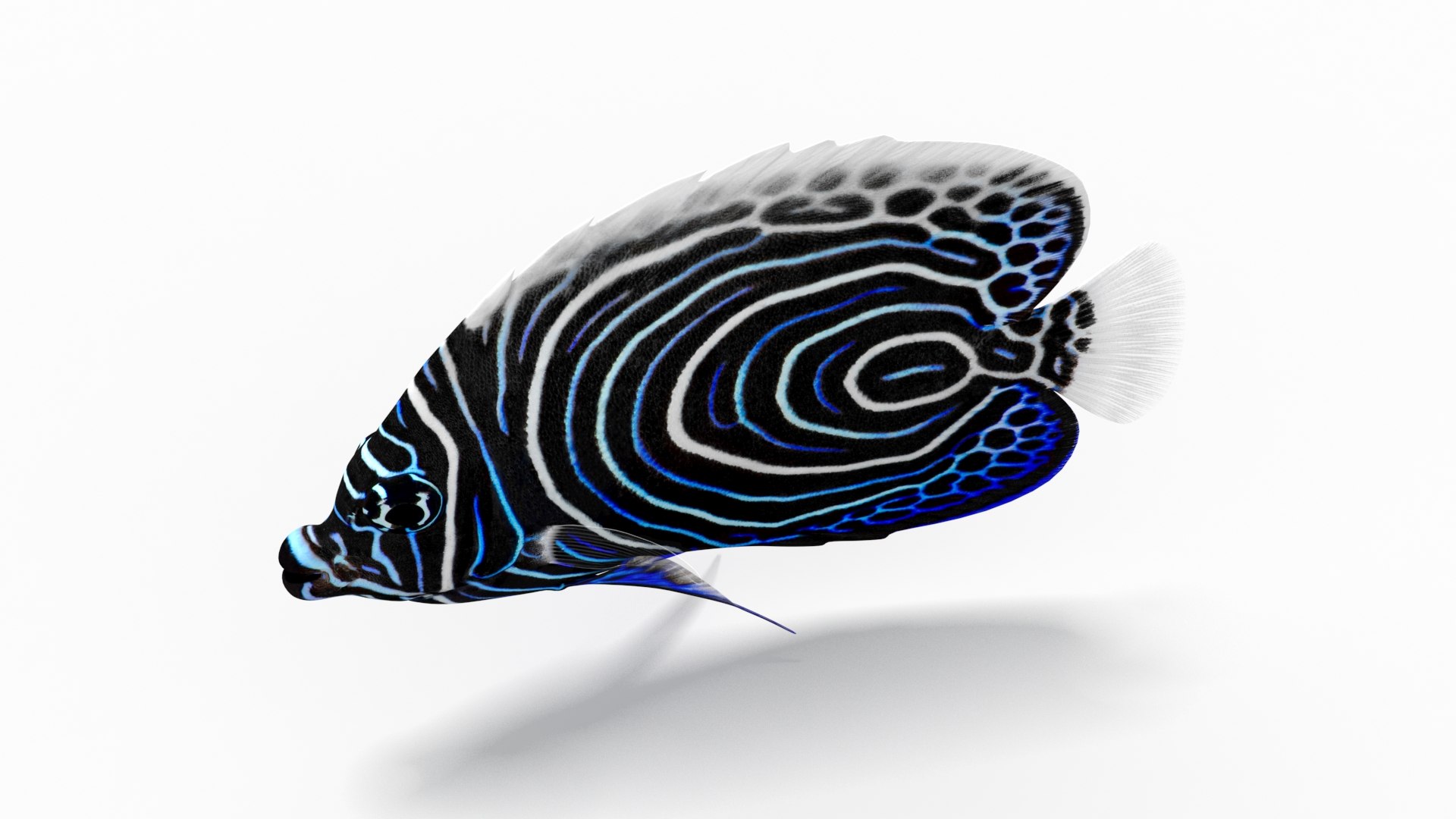 3D Emperor Angelfish Fish Animation - TurboSquid 1577605