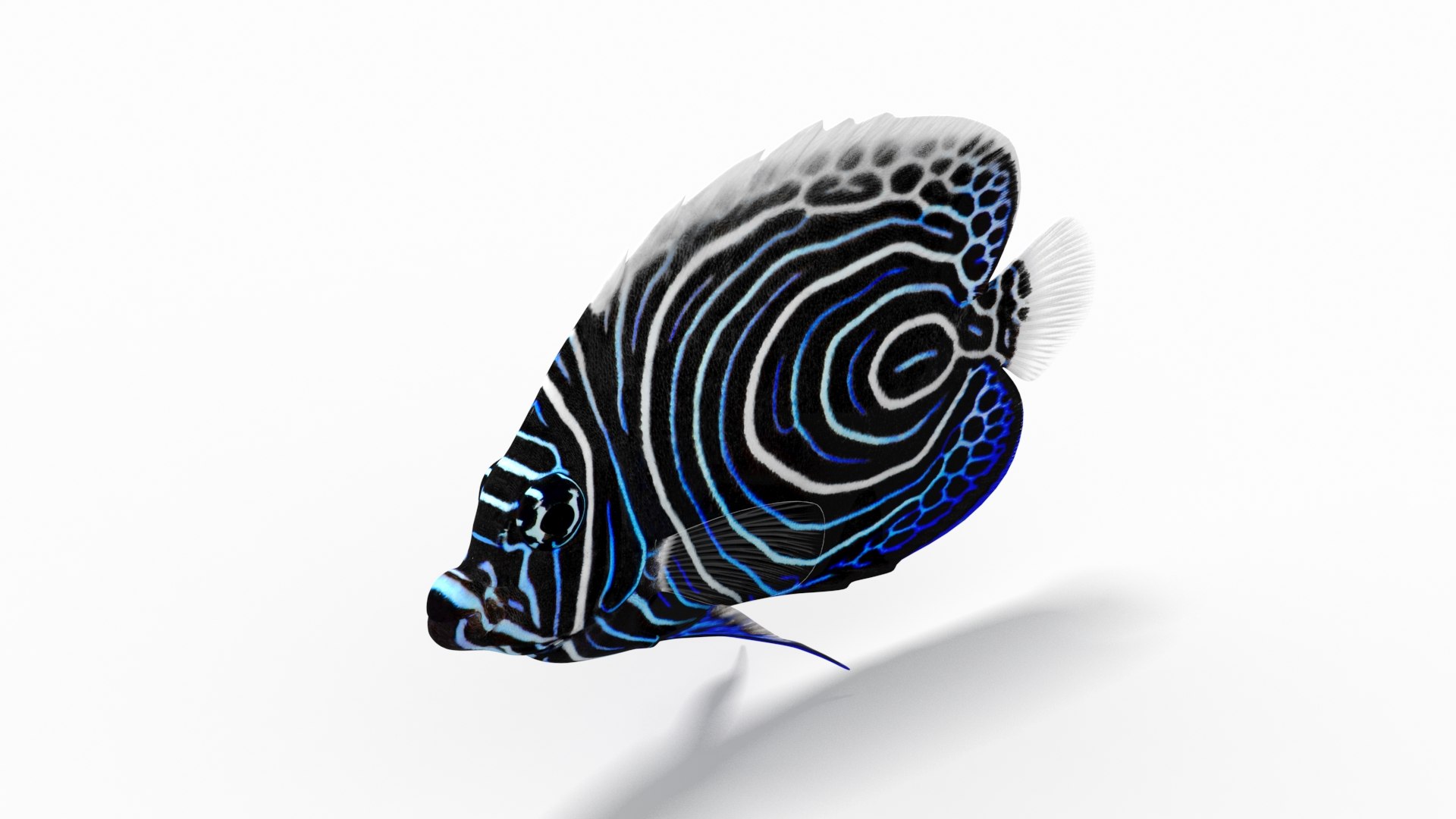 3D Emperor Angelfish Fish Animation - TurboSquid 1577605