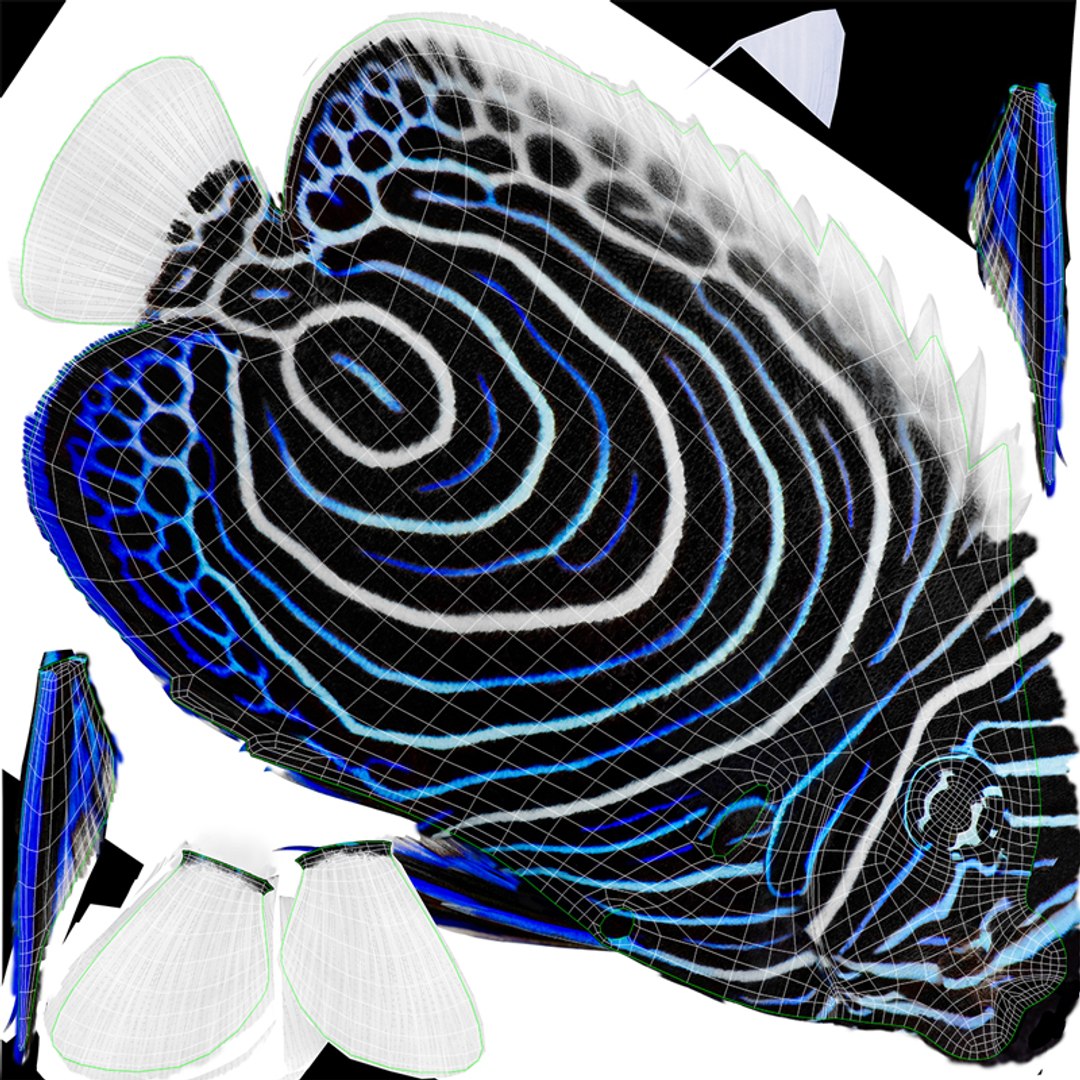 3D Emperor Angelfish Fish Animation - TurboSquid 1577605