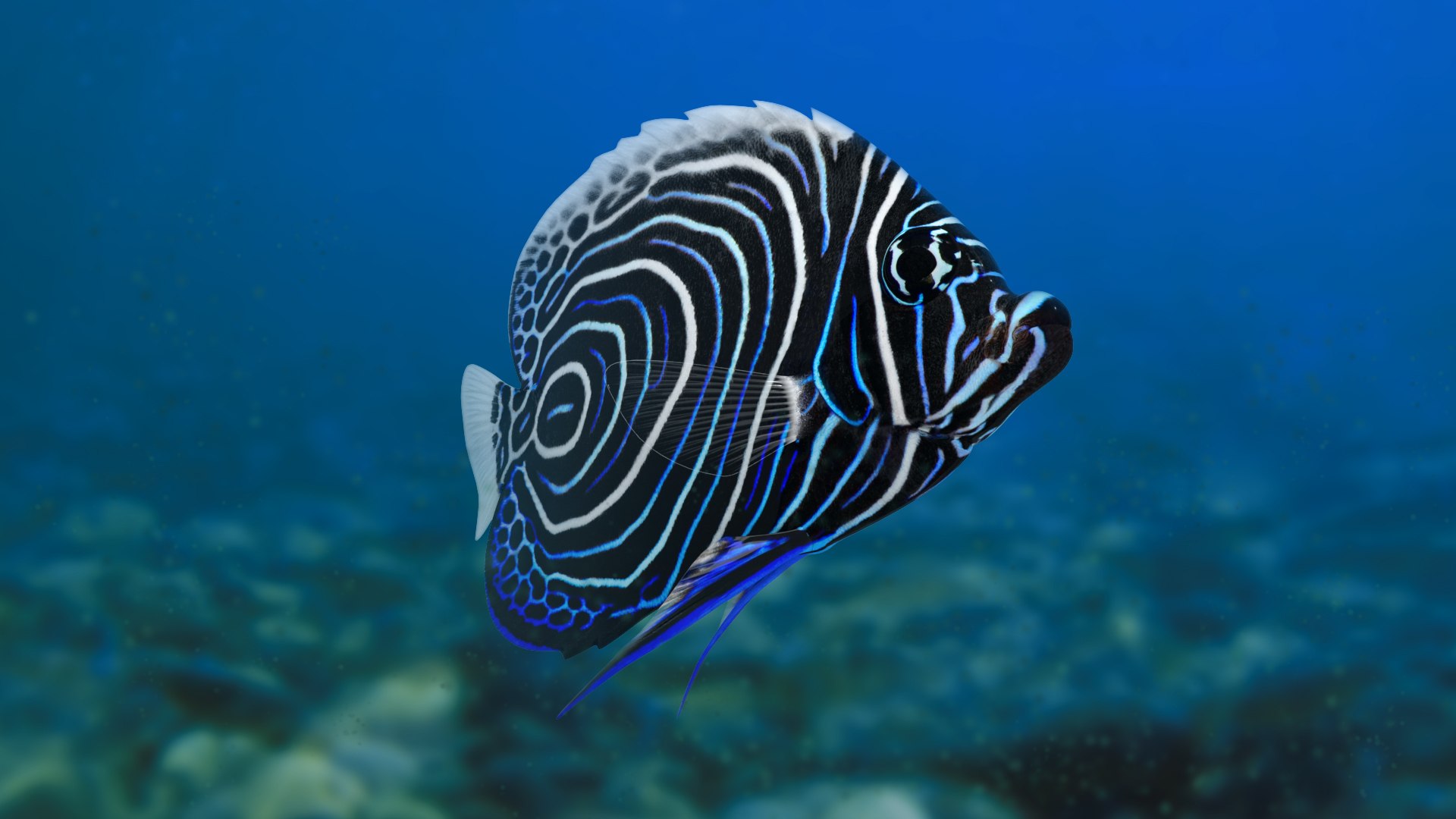3D Emperor Angelfish Fish Animation - TurboSquid 1577605