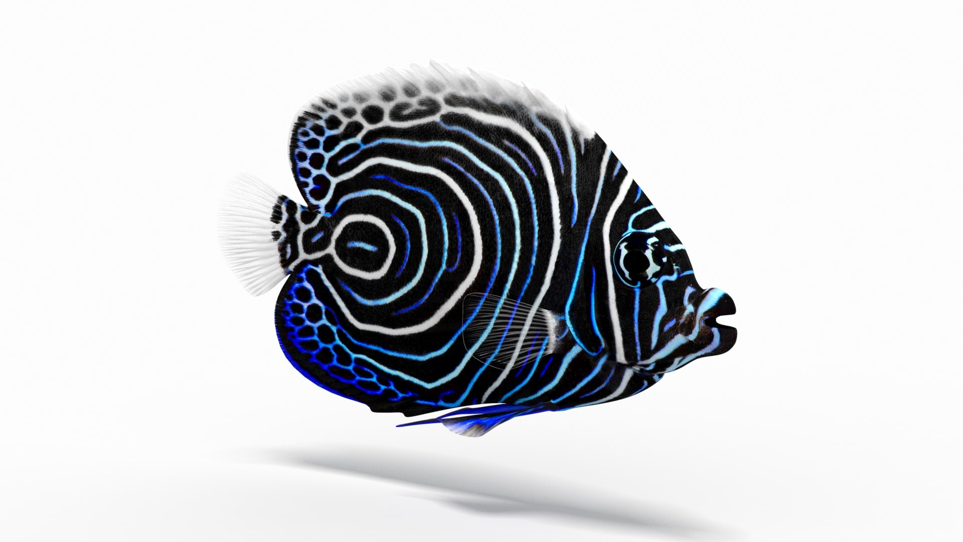 3D Emperor Angelfish Fish Animation - TurboSquid 1577605
