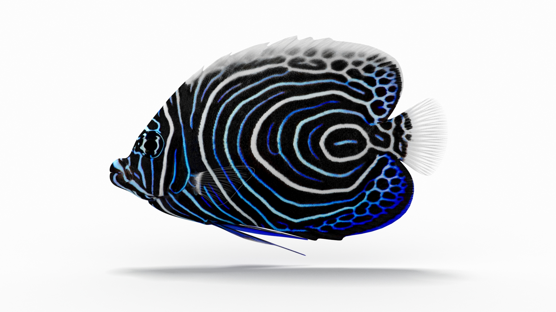 3D Emperor Angelfish Fish Animation - TurboSquid 1577605