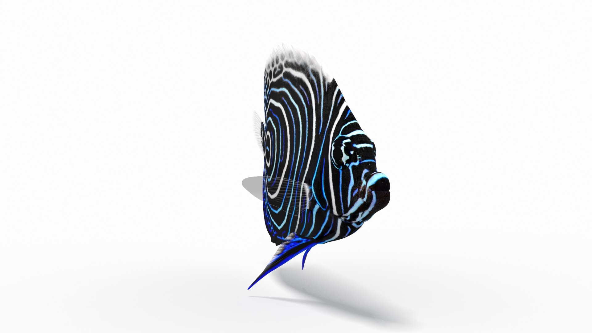 3D Emperor Angelfish Fish Animation - TurboSquid 1577605