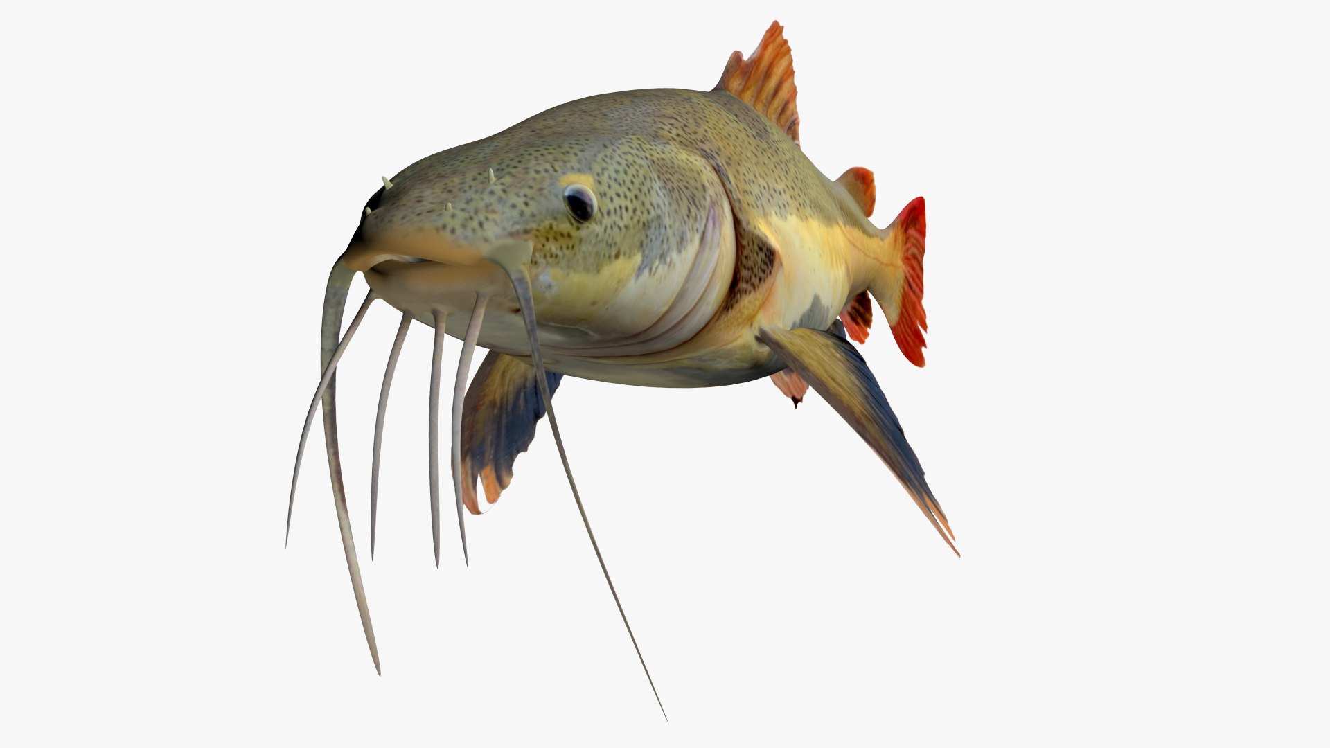 3D Red Tailed Catfish 3 Model - TurboSquid 1743324