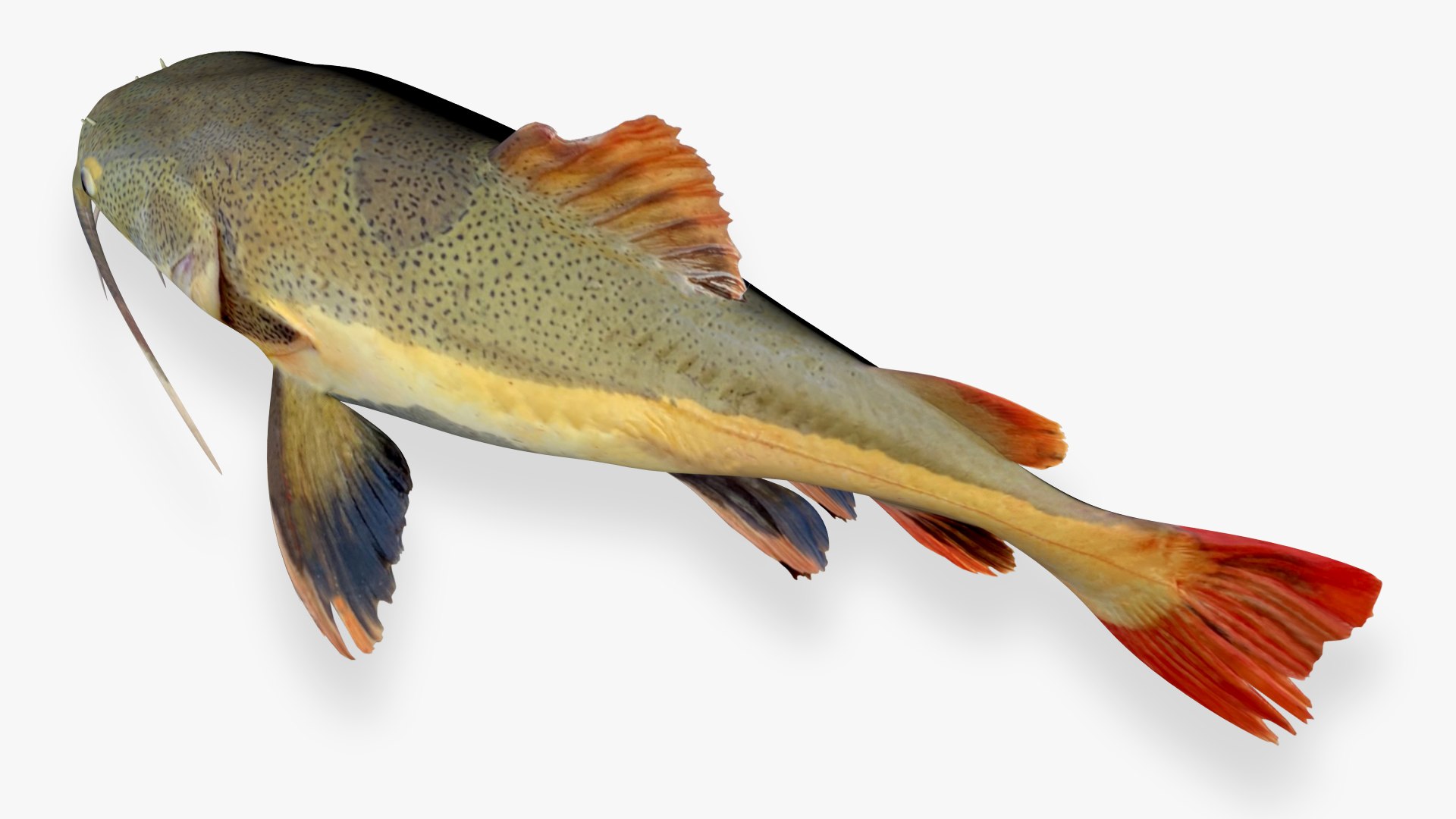 3D Red Tailed Catfish 3 Model - TurboSquid 1743324