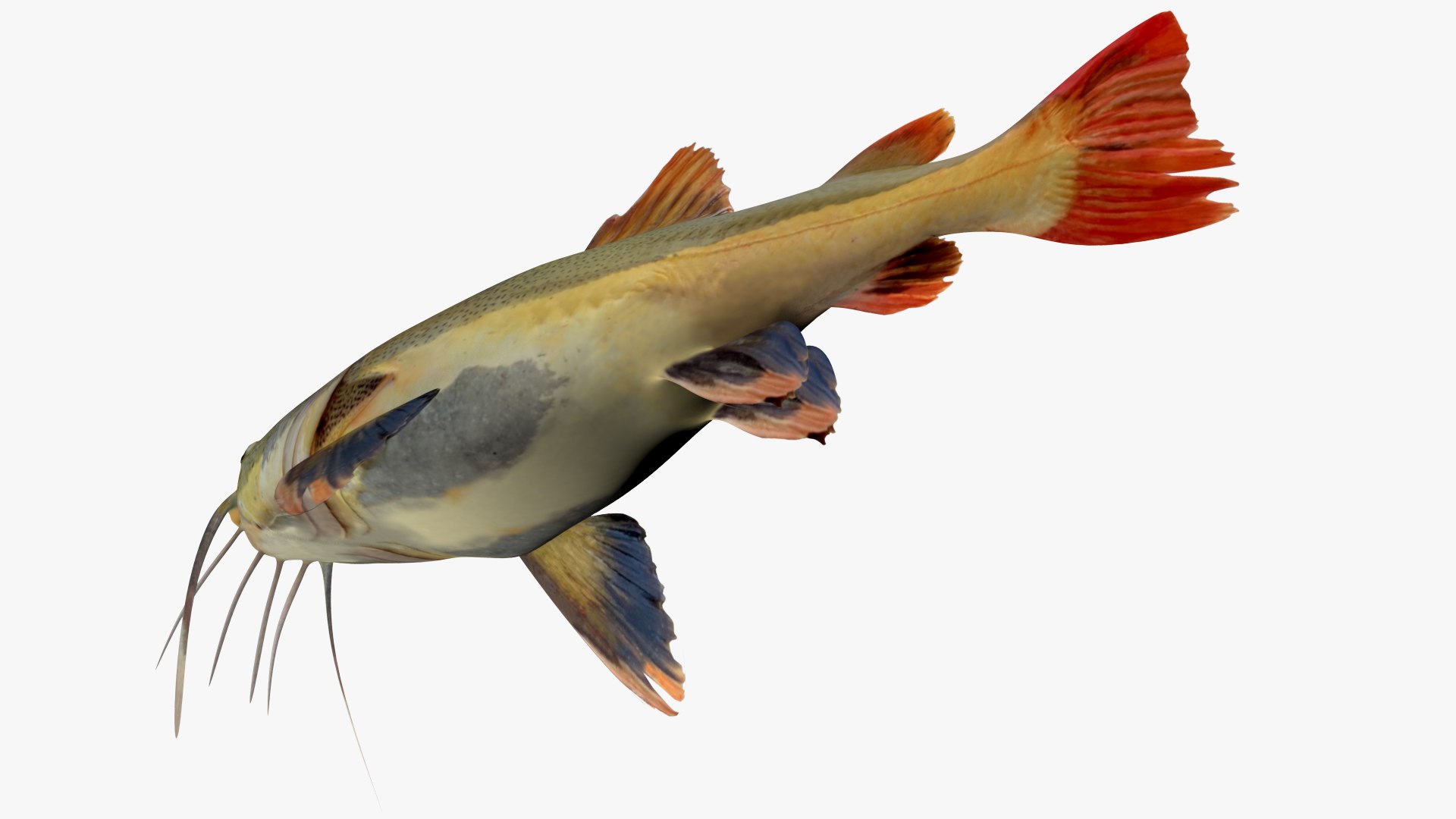 3D Red Tailed Catfish 3 Model - TurboSquid 1743324