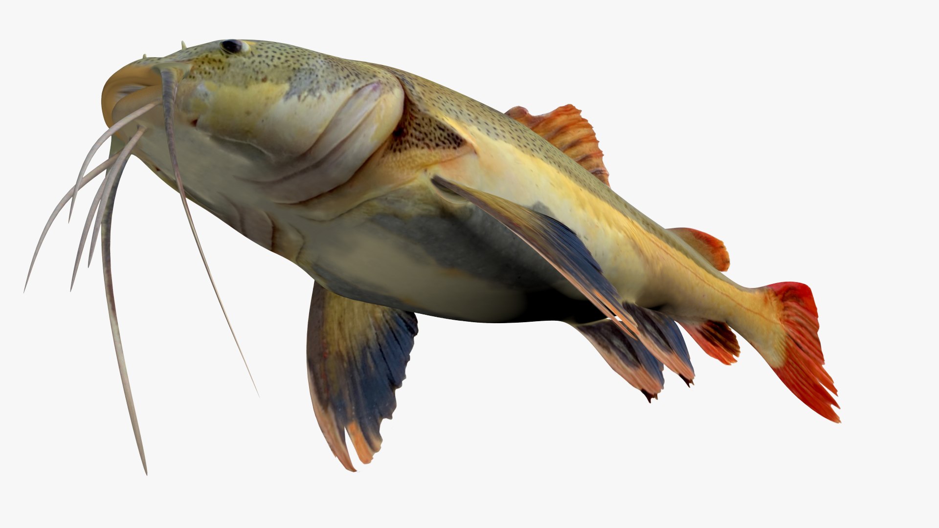 3D Red Tailed Catfish 3 Model - TurboSquid 1743324