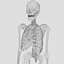 3d Accurate Human Skeleton Model