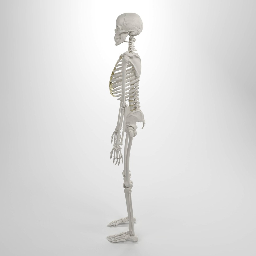 3d Accurate Human Skeleton Model
