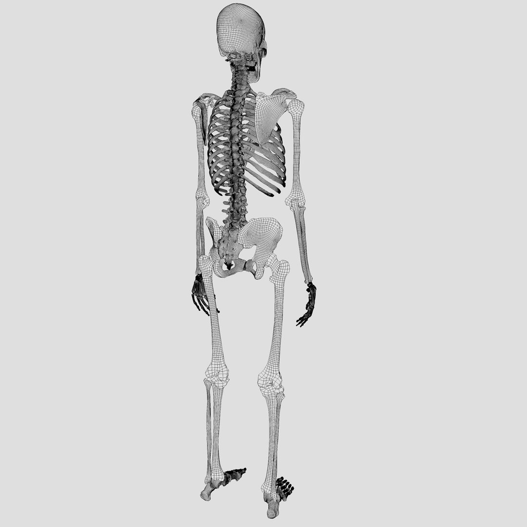 3d Accurate Human Skeleton Model