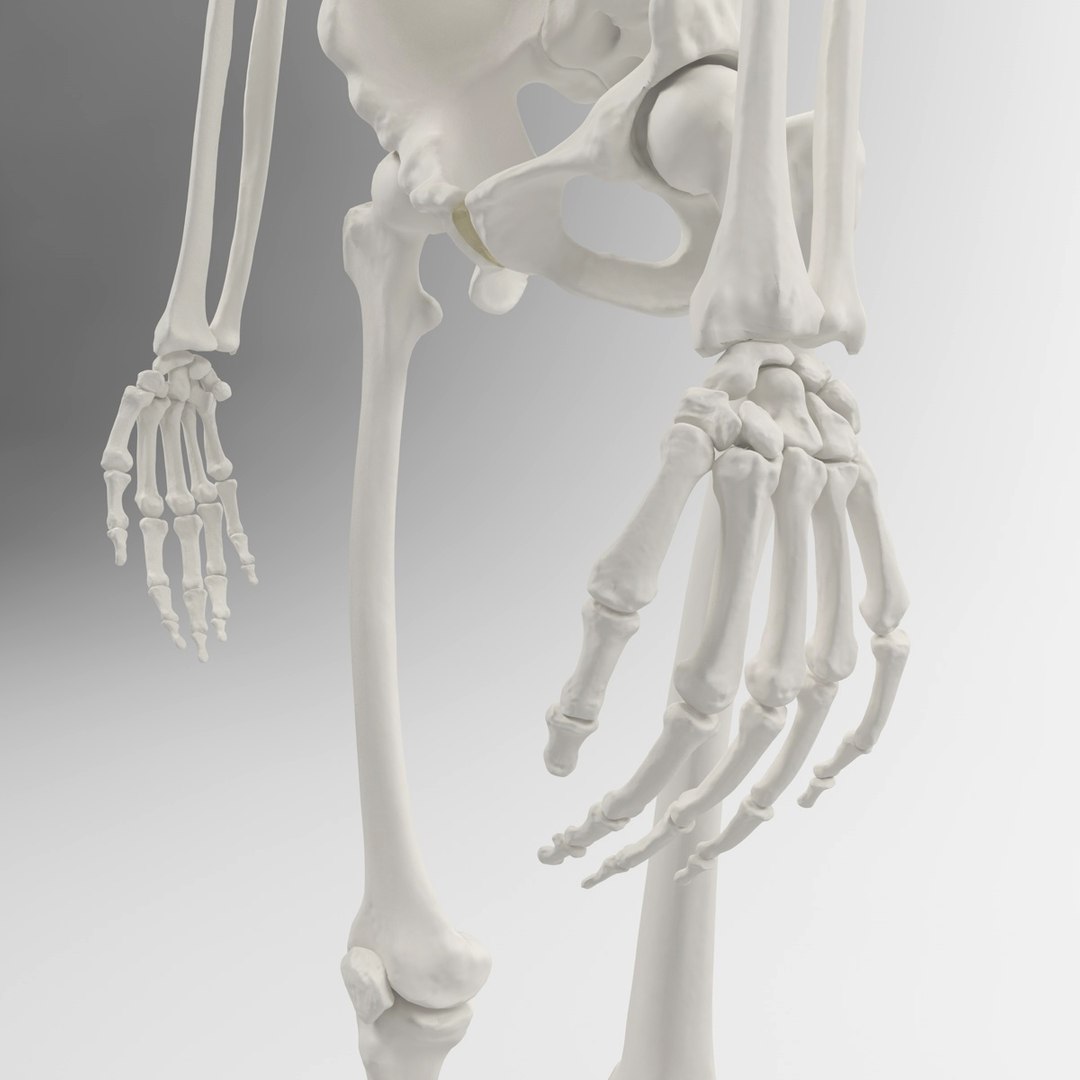 3d Accurate Human Skeleton Model