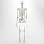 3d Accurate Human Skeleton Model