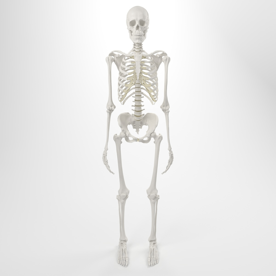 3d Accurate Human Skeleton Model
