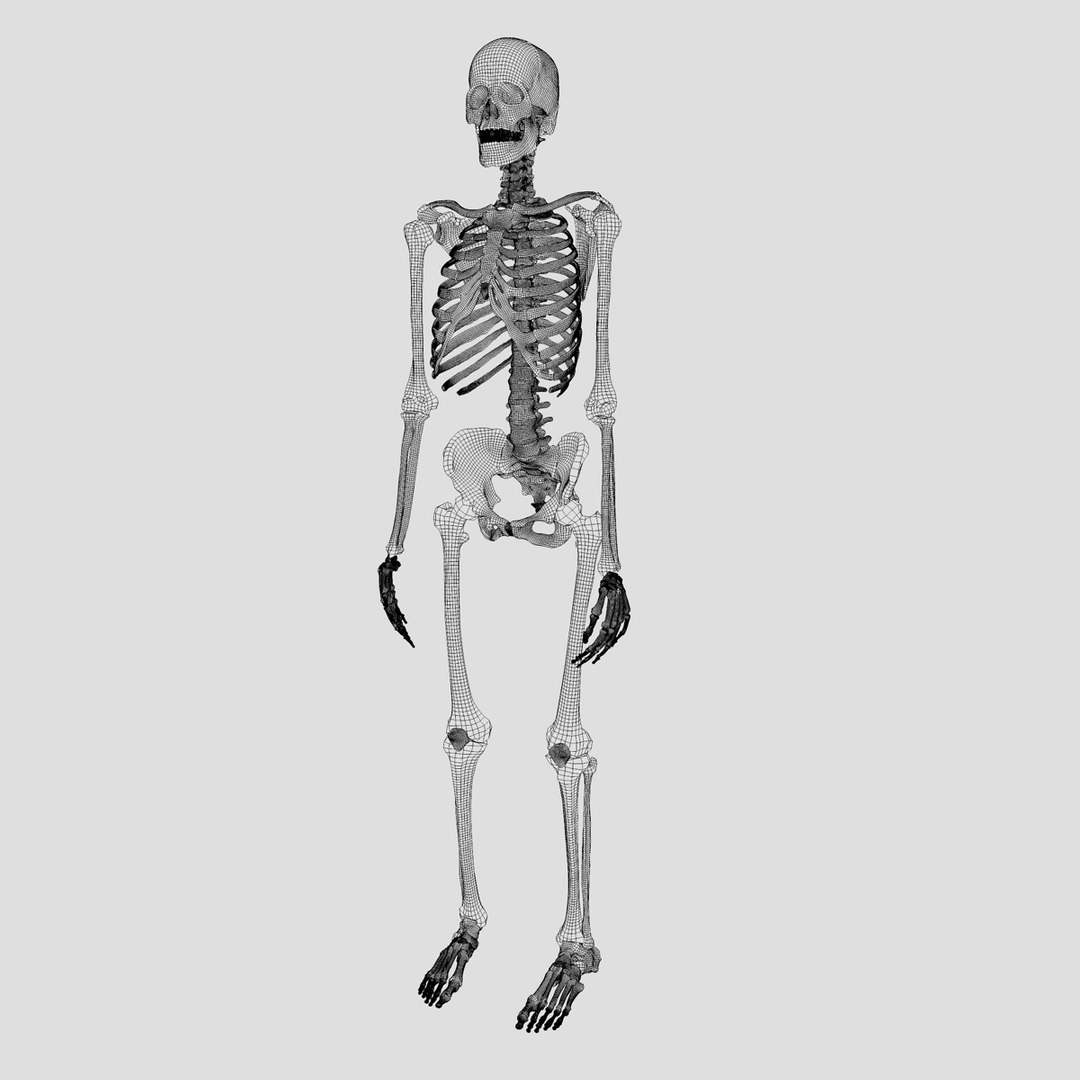 3d Accurate Human Skeleton Model