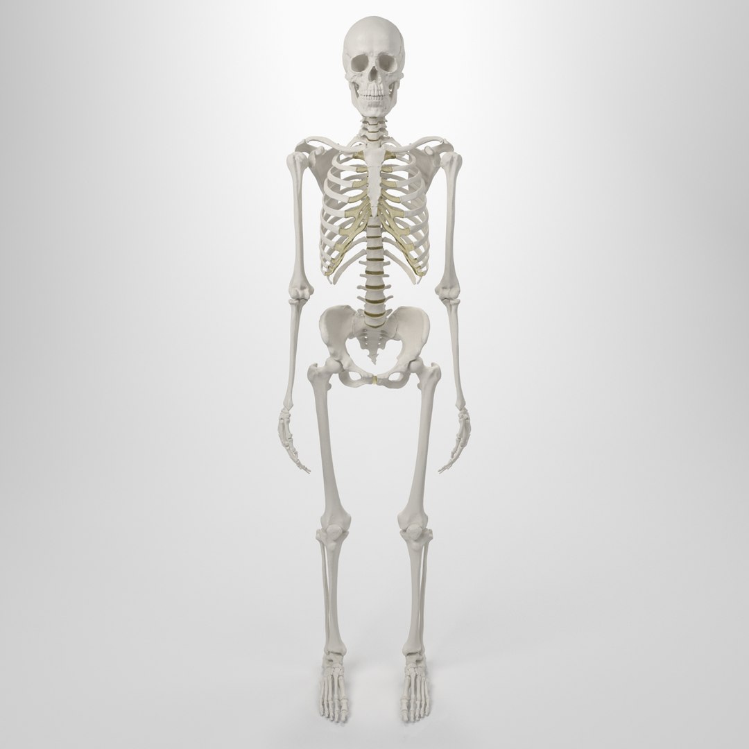3d Accurate Human Skeleton Model