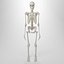3d Accurate Human Skeleton Model