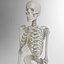3d Accurate Human Skeleton Model