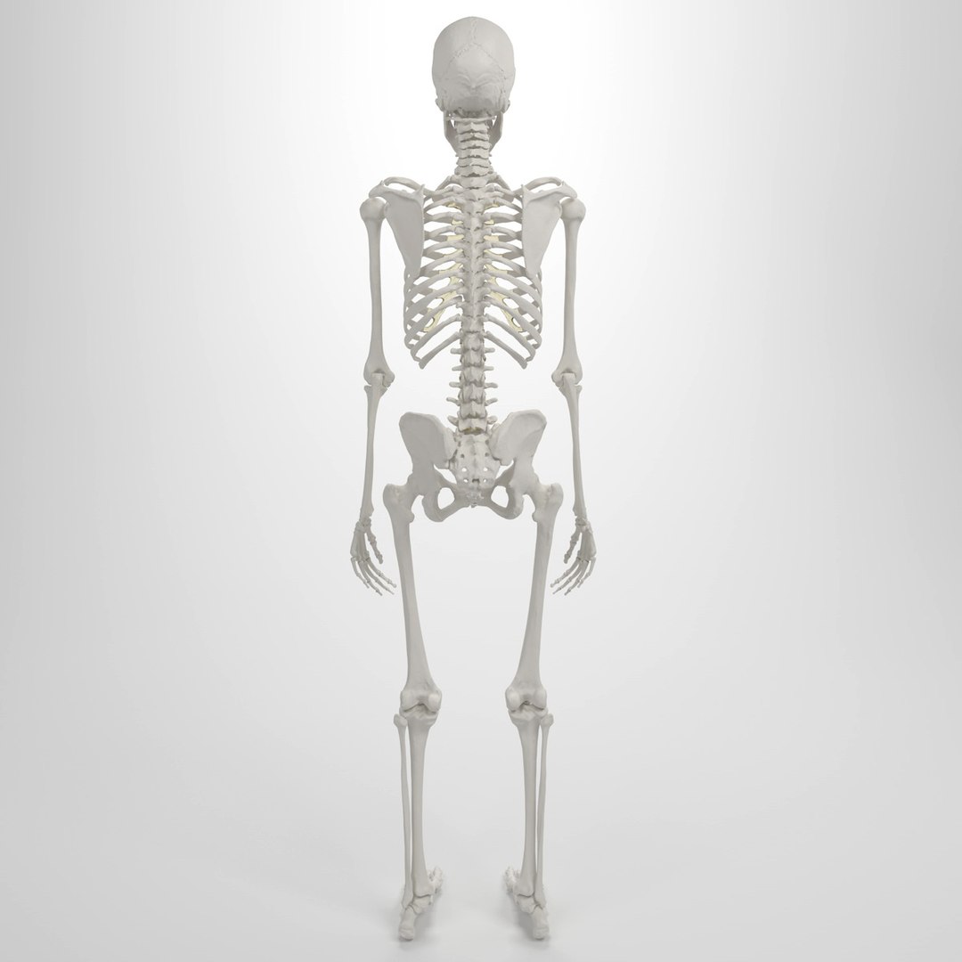 3d Accurate Human Skeleton Model