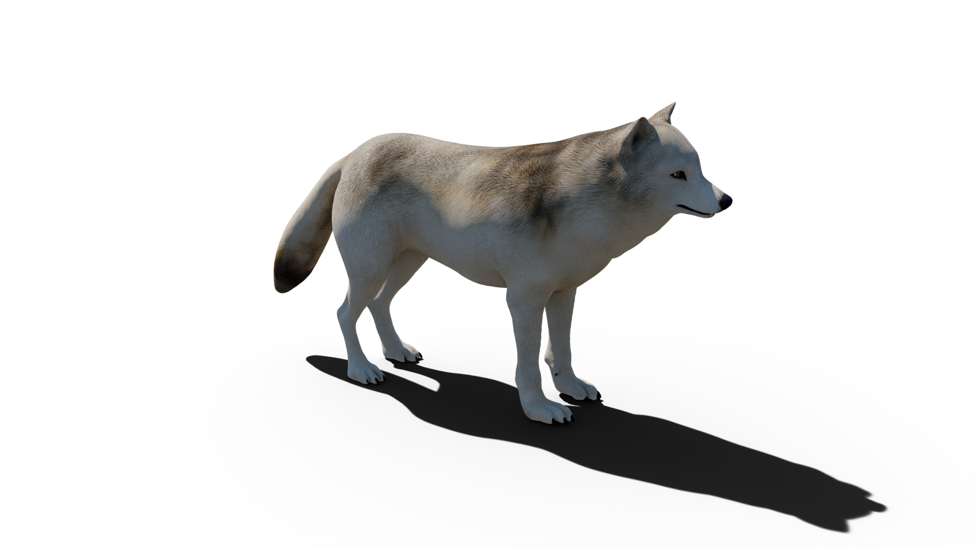 3D Wolf Model - TurboSquid 2129149