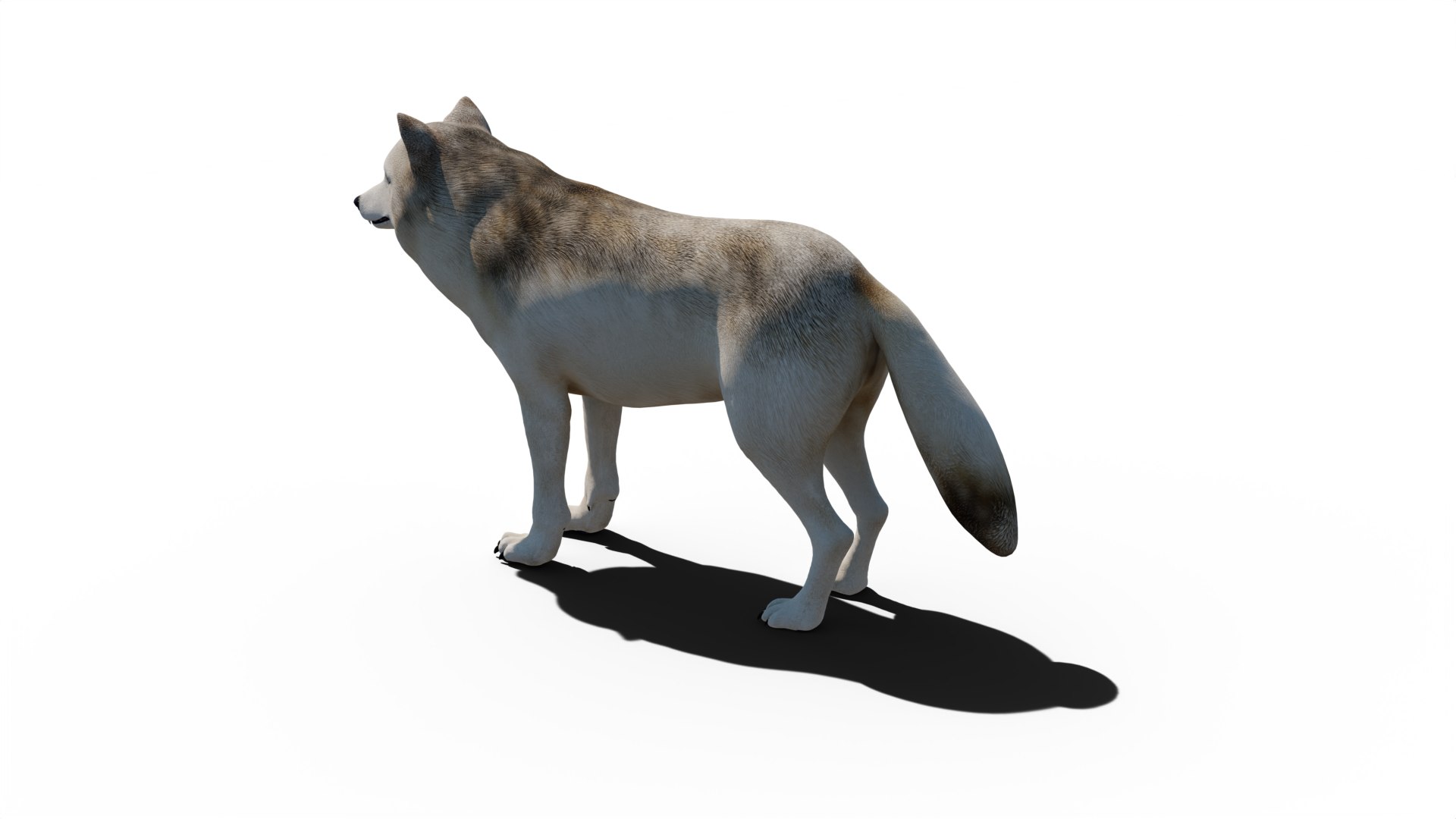 3D Wolf Model - TurboSquid 2129149