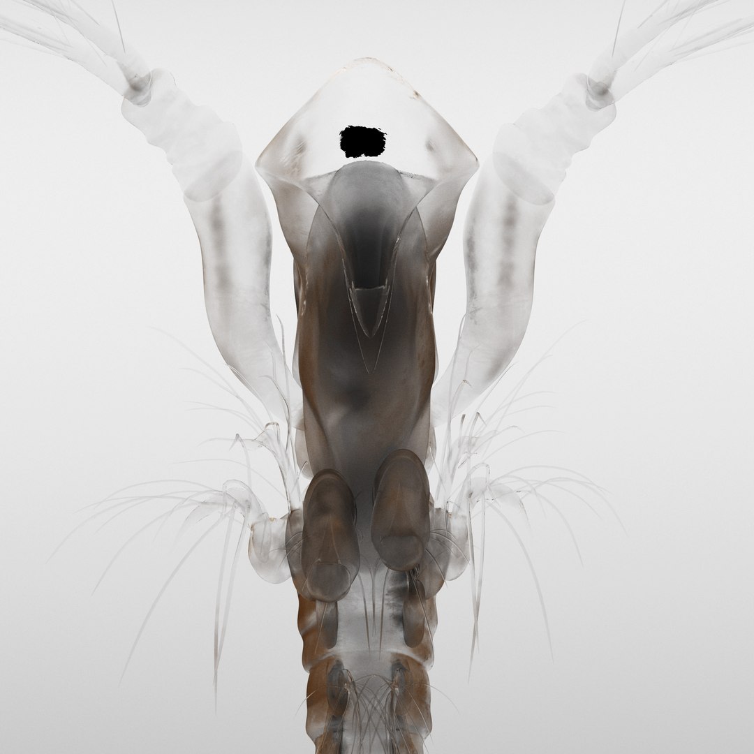 Lynceus Rigged 3D - TurboSquid 2045451