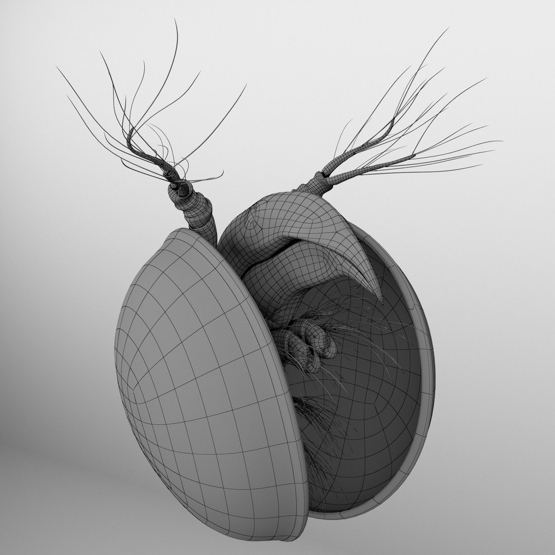 Lynceus Rigged 3D - TurboSquid 2045451