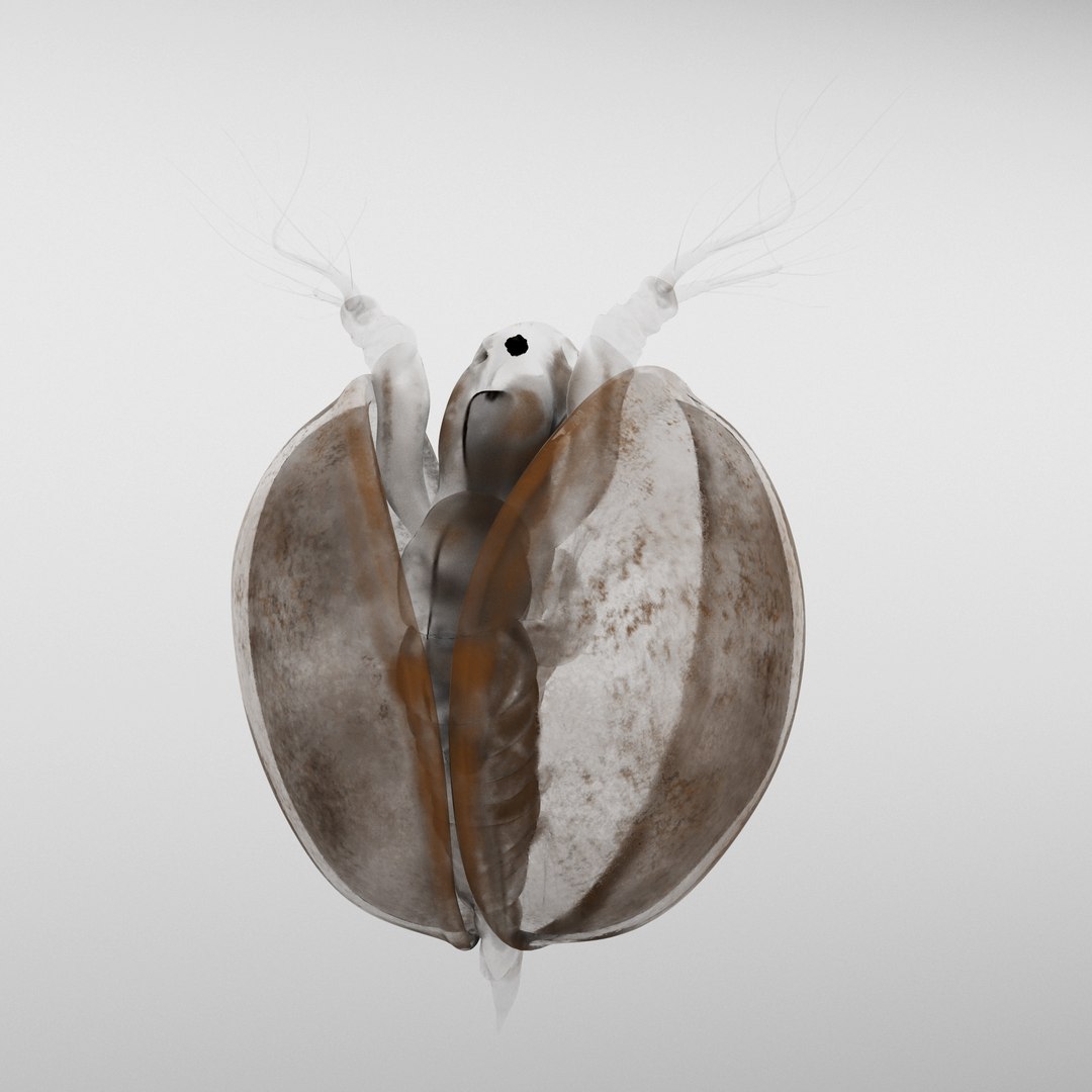 Lynceus Rigged 3D - TurboSquid 2045451