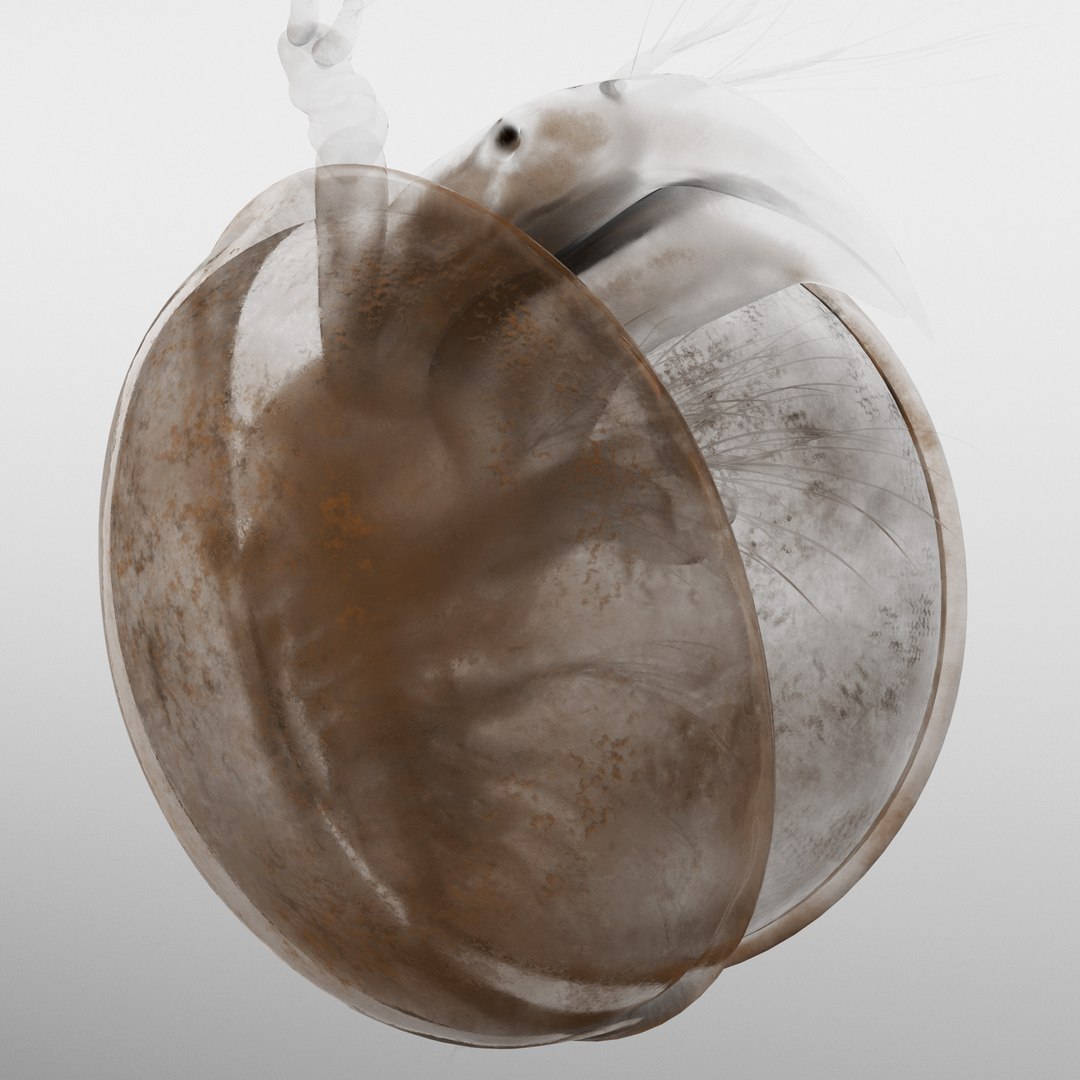 Lynceus Rigged 3D - TurboSquid 2045451