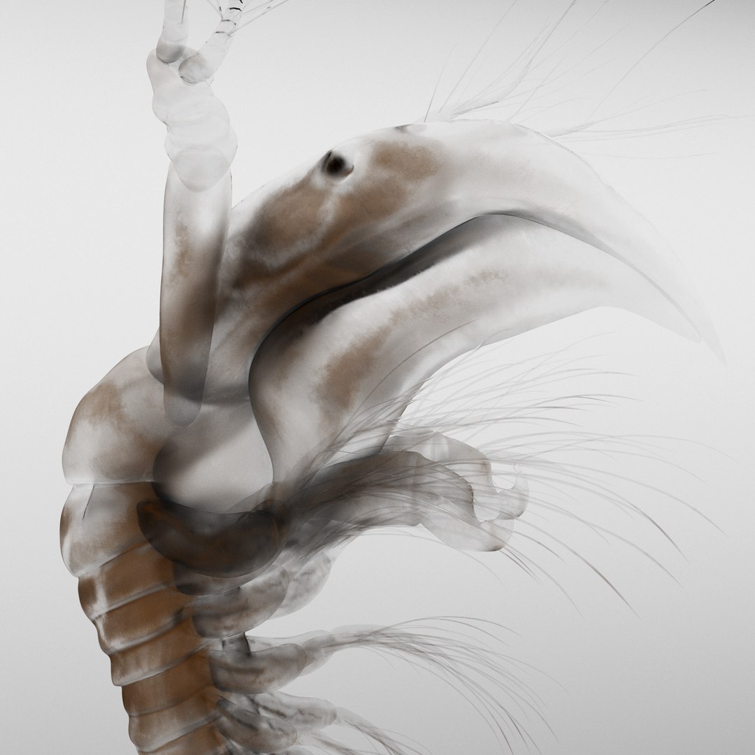 Lynceus Rigged 3D - TurboSquid 2045451