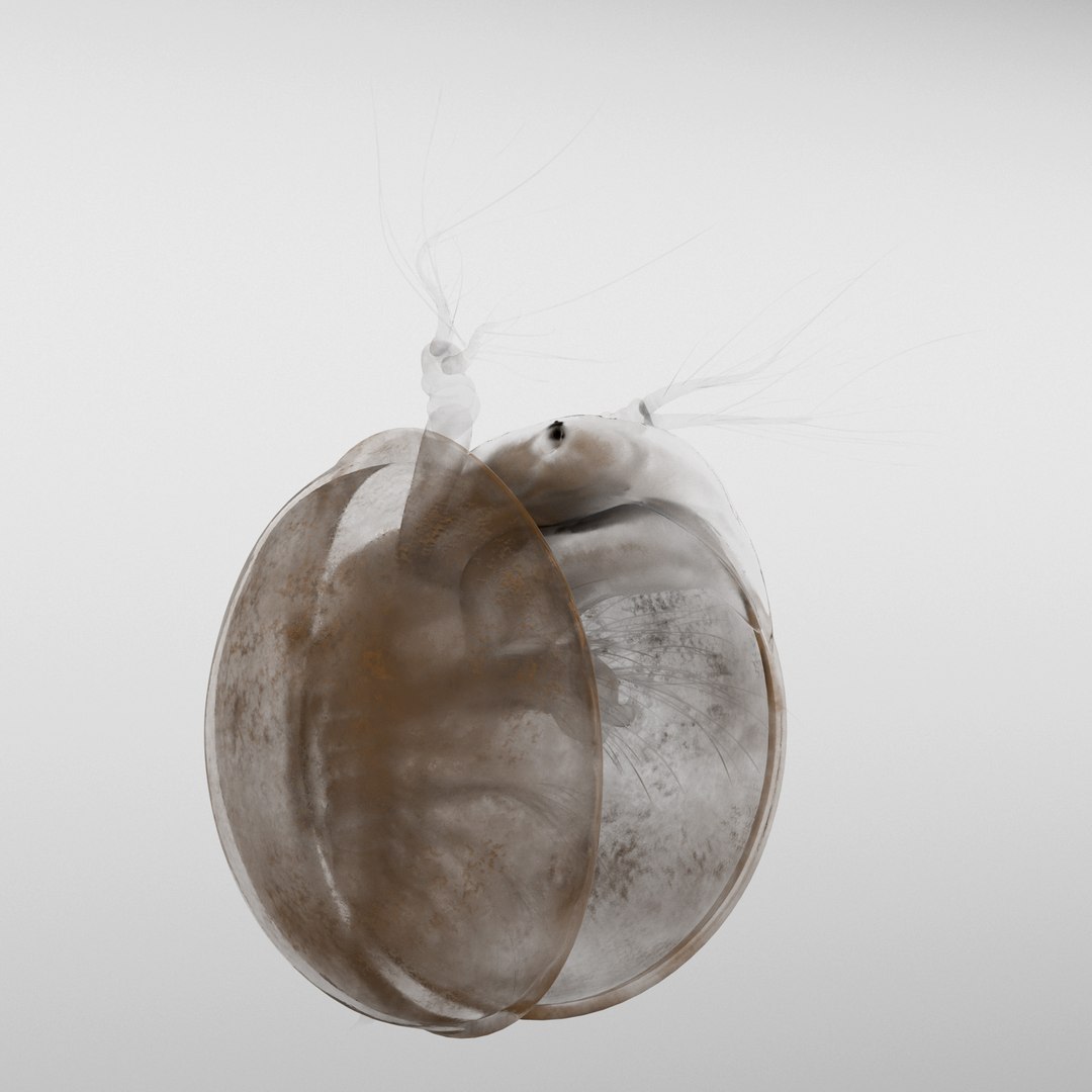 Lynceus Rigged 3D - TurboSquid 2045451