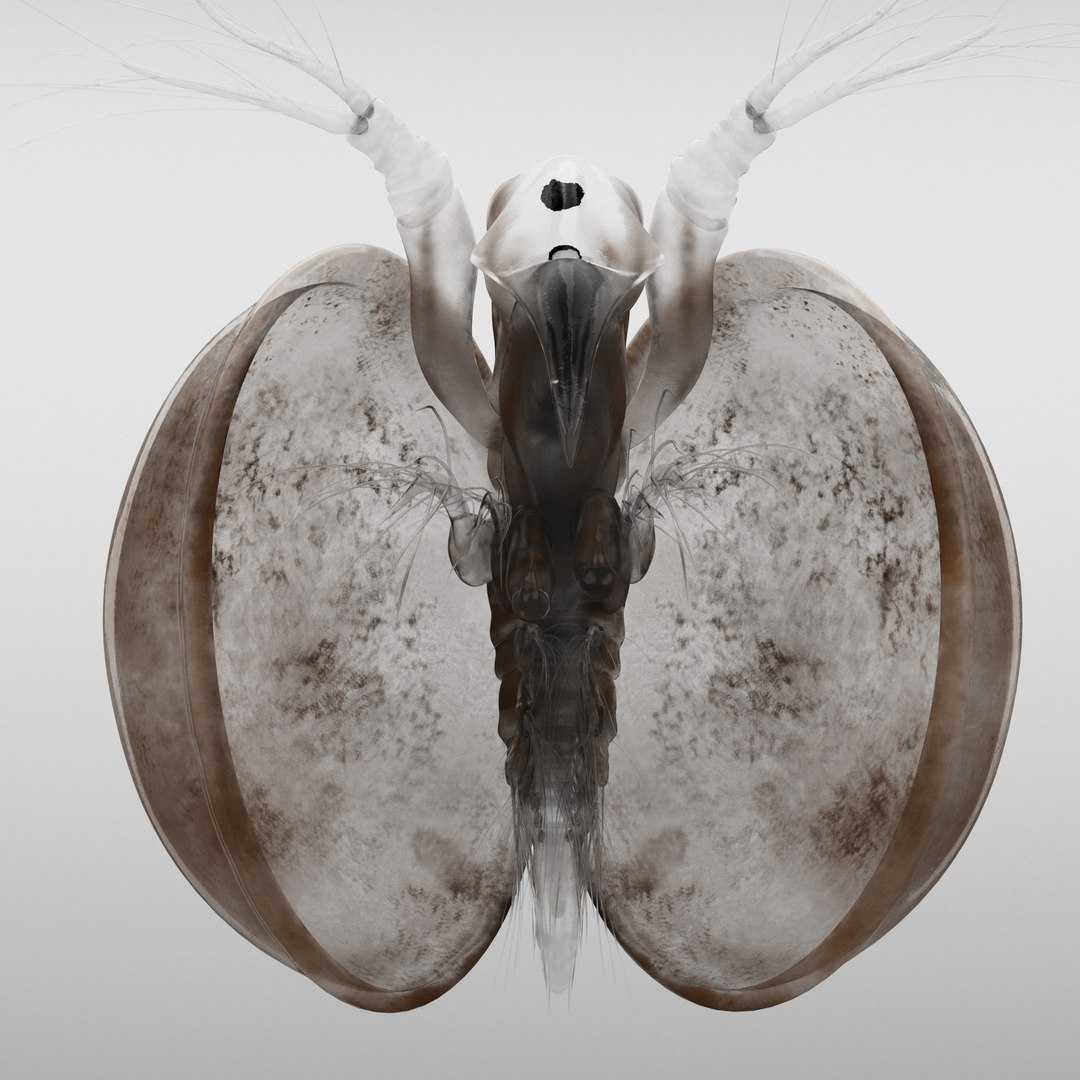 Lynceus Rigged 3D - TurboSquid 2045451