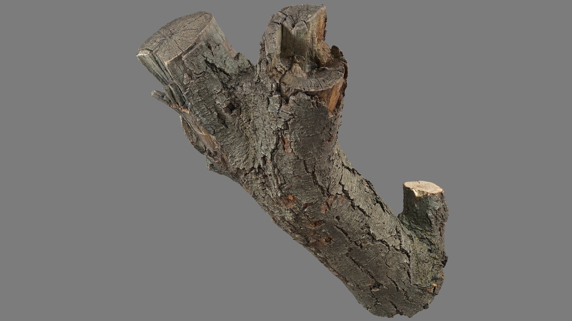 3D Tree Bark Scanned 8 - TurboSquid 2015471