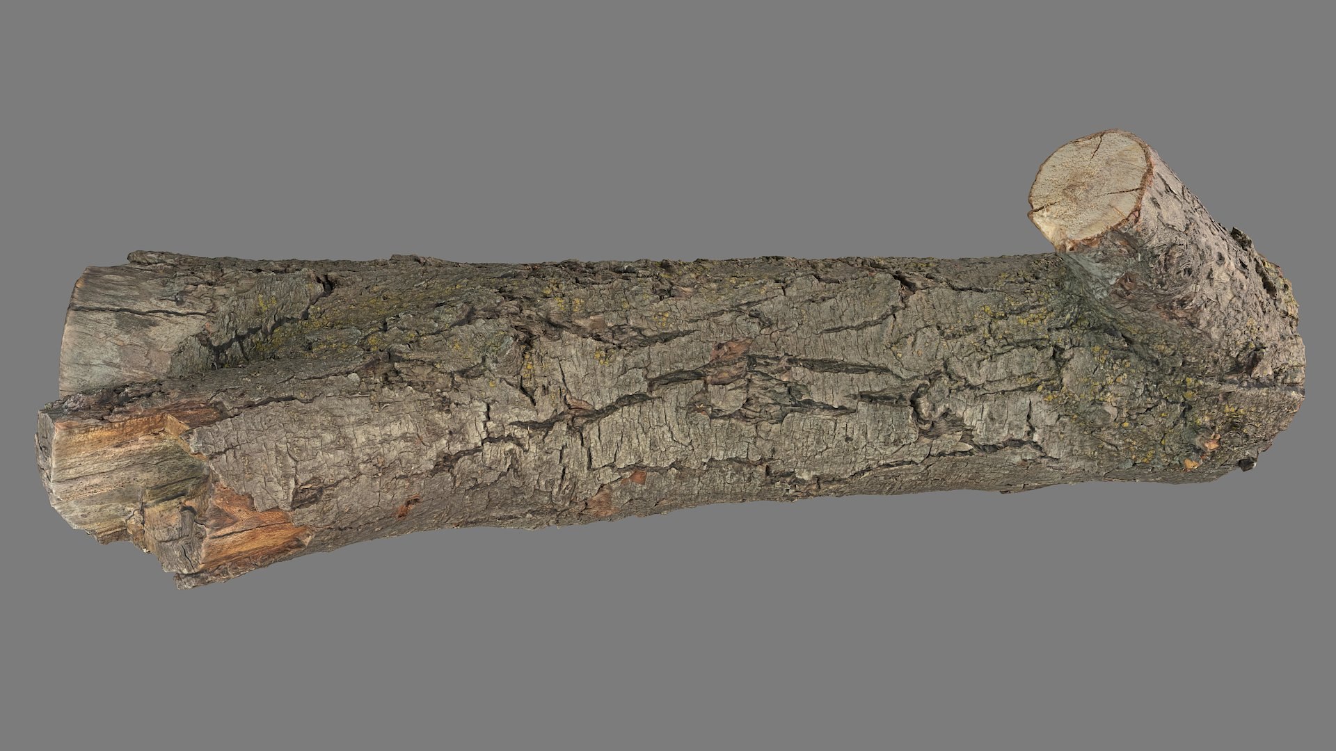 3D Tree Bark Scanned 8 - TurboSquid 2015471
