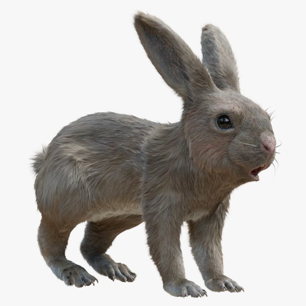 Free 3D Rabbit Models | TurboSquid