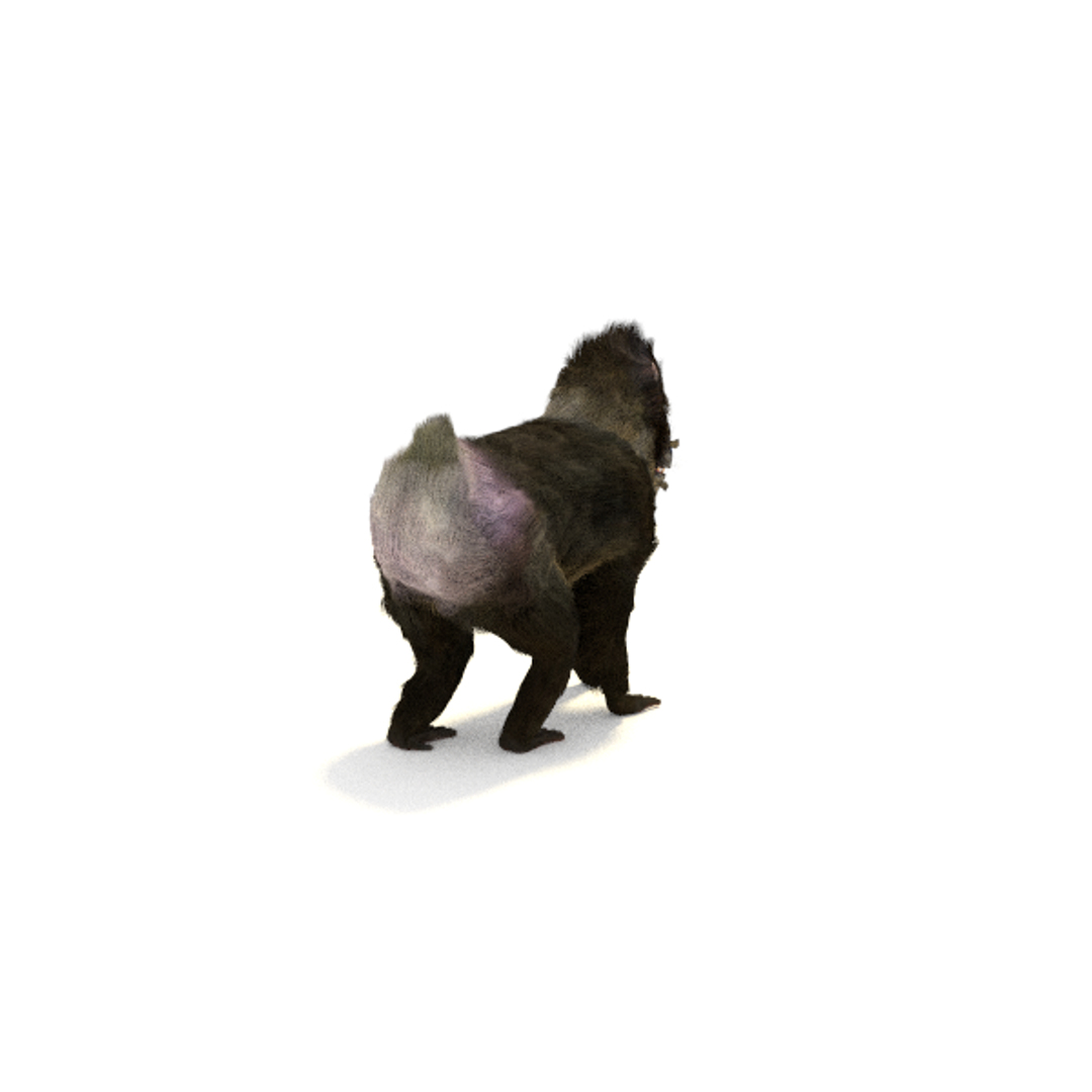 Mandrill Baboon Animation 3d Model