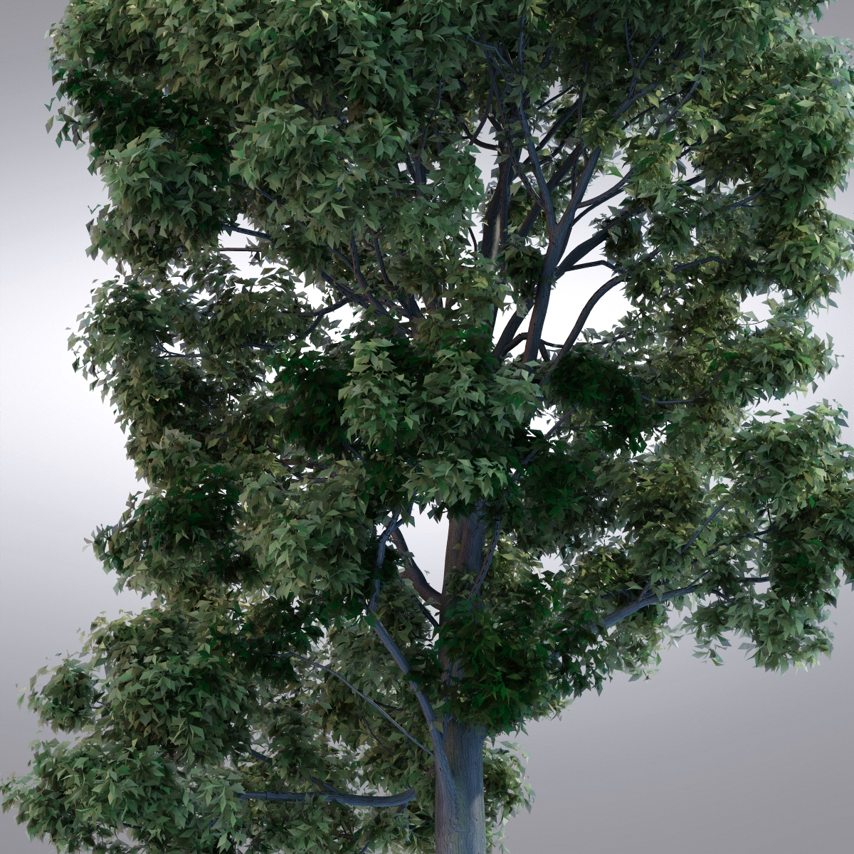 max hi realistic series tree