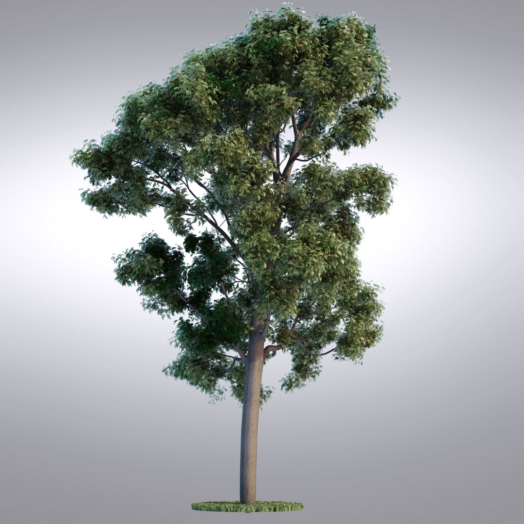 max hi realistic series tree
